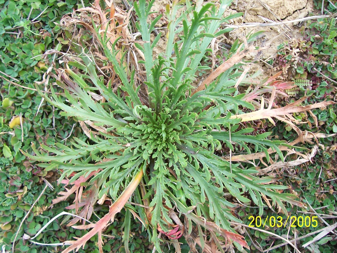 empolimicologica.it - Galleria fotografica delle erbe spontanee